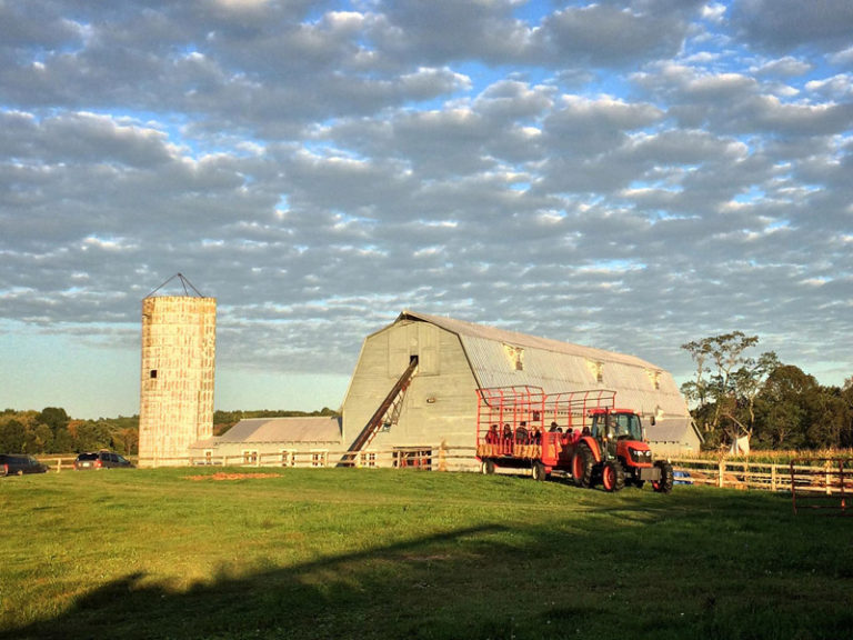 Pierson's Farm | NY – Pumpkins | Sunflowers | Family Activities | Grass ...